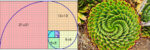 Why Does the Fibonacci Sequence Appear So Often in Nature?